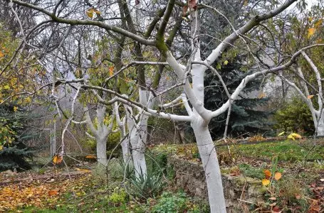 Wann ist es besser, Bäume im Garten zu spielen - im Herbst oder Frühling? 2563_3