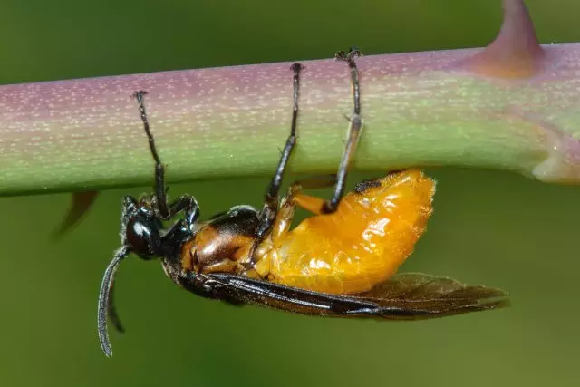 Pivorchik mezinan