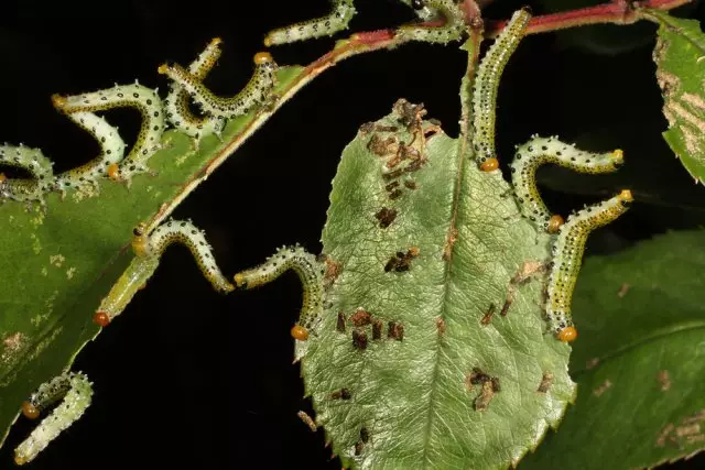 Pêlên Larvae