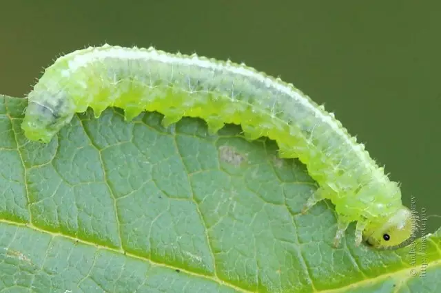 Apple zerrendatutako pilula