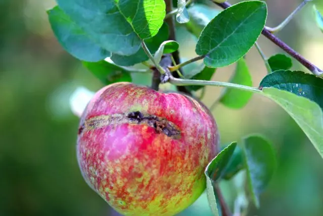 Apple tree fruit peeling