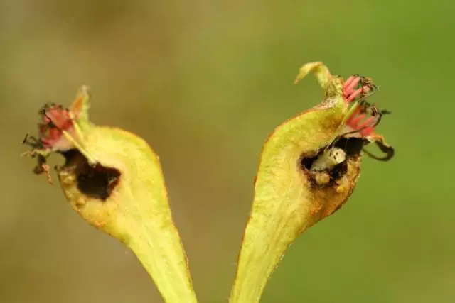 Madari fruta zuritu