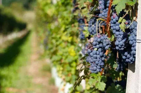 Осінній догляд за виноградом - готуємося до зимівлі 2571_8