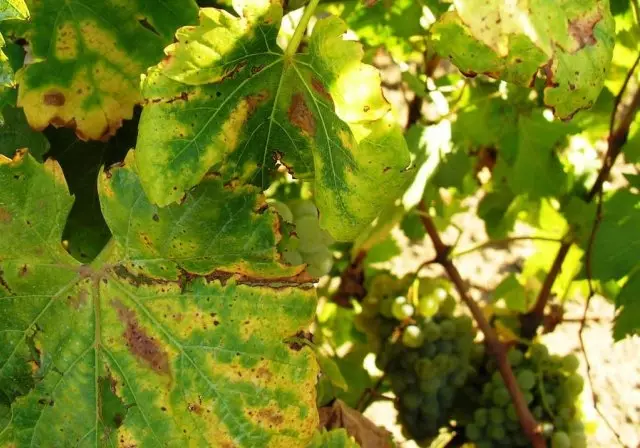 Fusariosis আঙ্গুর