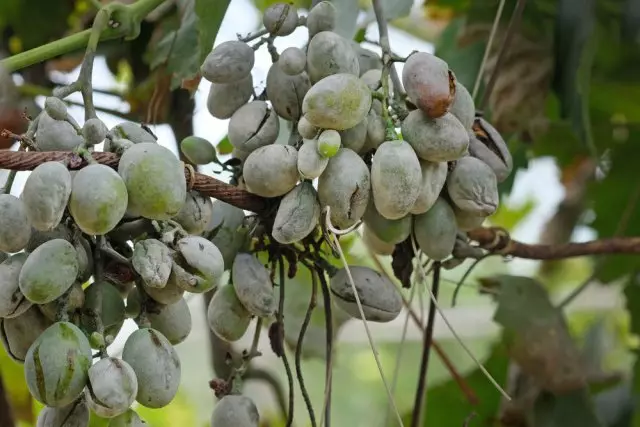 دسته ای از انگور آسیب دیده توسط oidium