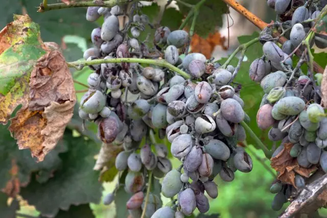 Waving berries