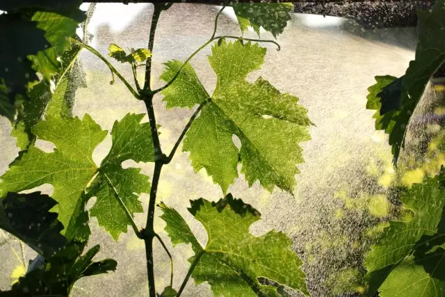 Grapes Spraying