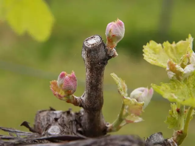 'KOYA na innabi a cikin bazara