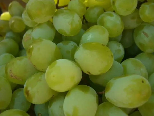 Rusball Rusball Grapes