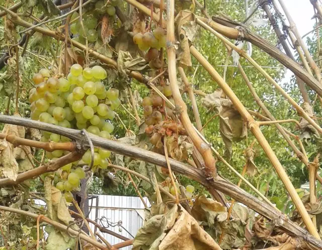 Crimean grapes.