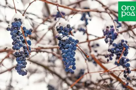 Kaip padengti vynuoges žiemai - visų prieglobsčio būdų pliusai ir trūkumai 2578_3