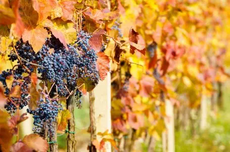 Bagaimana untuk menampung anggur untuk musim sejuk - plus dan keburukan semua cara perlindungan 2578_4