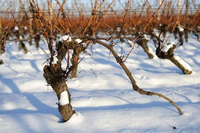 Kaip paslėpti vynuogių sniegą