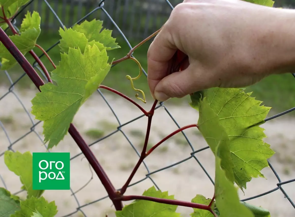 Steying Grapes