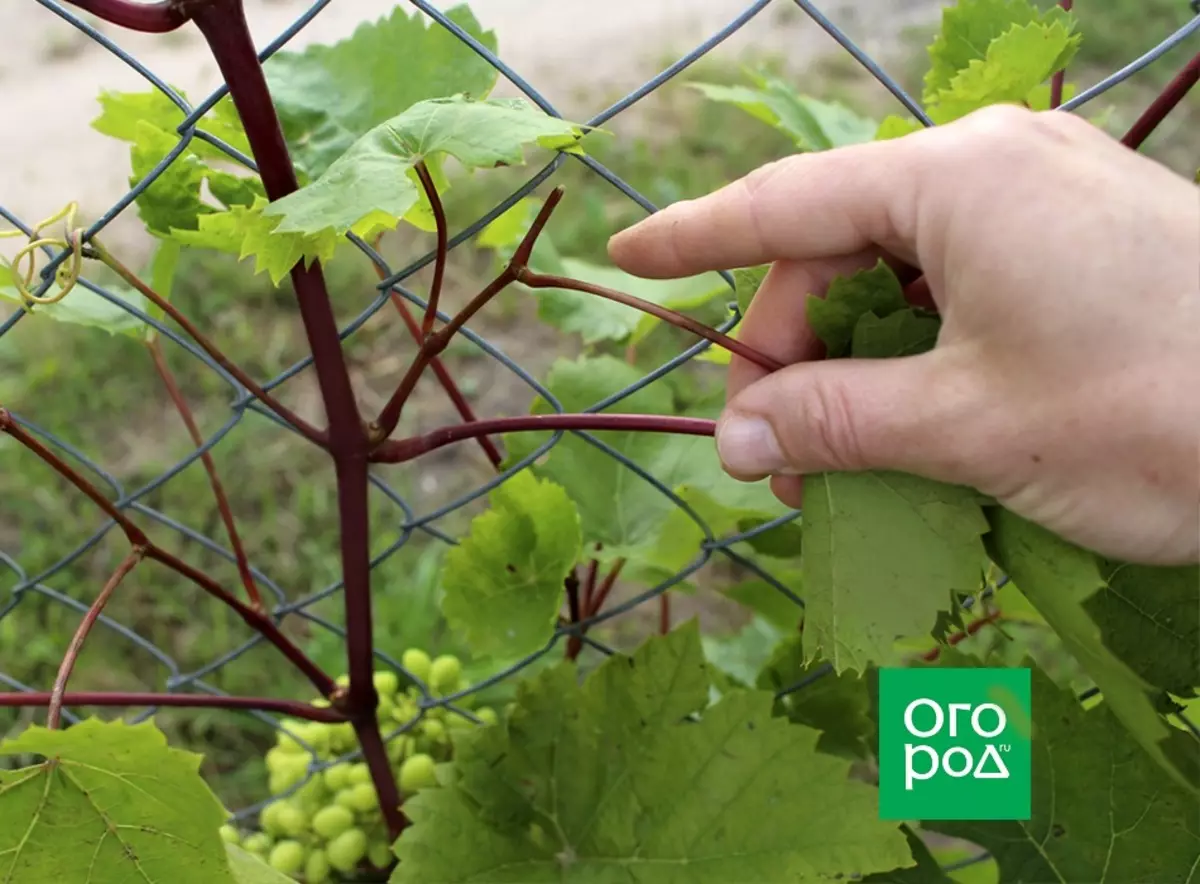 Steying Grapes.