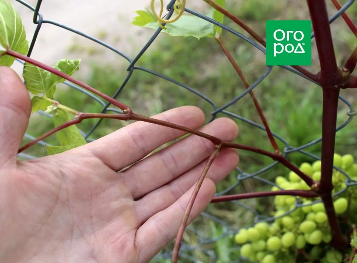 Steying Grapes