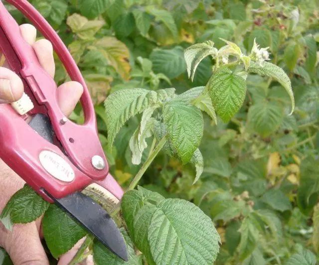 Trimming Remover Raspberry