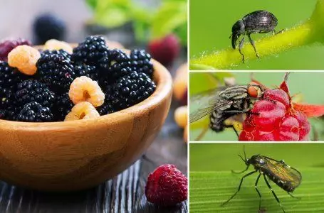 रोगहरू र कीटाहरूबाट रास्स्बेरीहरूको संरक्षण: टेबुलमा योजनाहरू प्रशोधन गर्दै 2608_6
