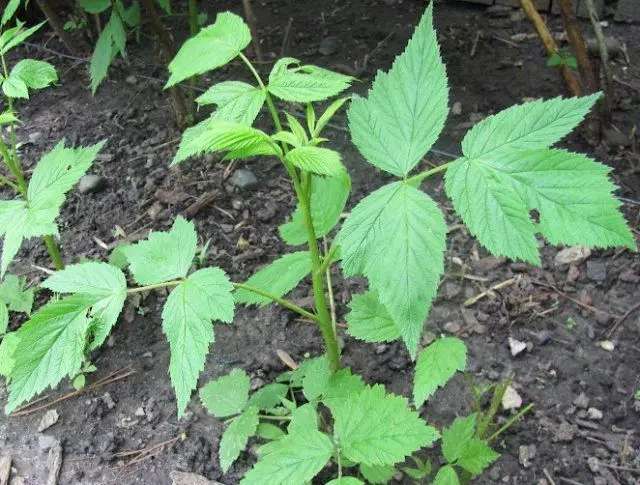 Black Malina - Caratteristiche della crescita e della cura 2620_1