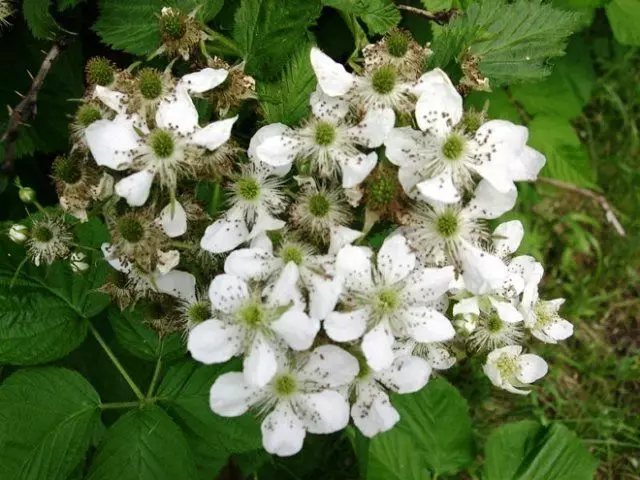 Black Malina - Caratteristiche della crescita e della cura 2620_3