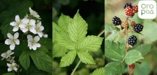 Blackberry de jardí