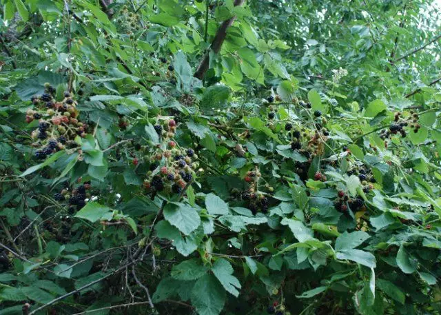 Garden BlackBerry.