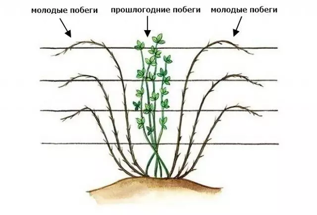 Схема форміровкі прямостоячей ожини