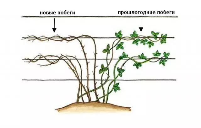 Схема форміровкі стелеться ожини