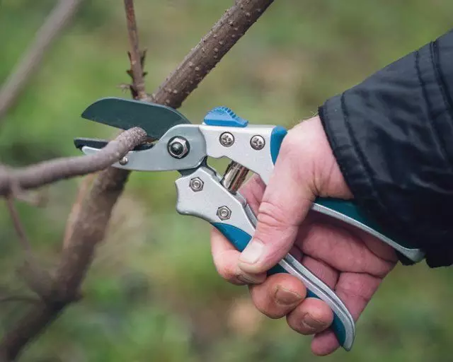 Currant trimming