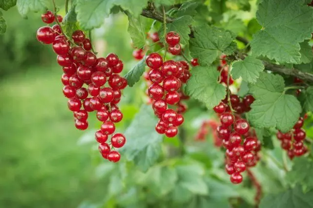 Pruning red currants