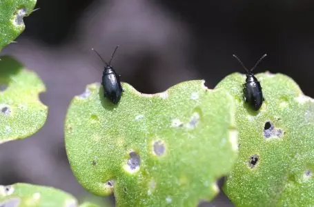 Tabcco lati daabobo awọn irugbin - Ijakadi pẹlu awọn ajenirun ọgba ati ọgba 2641_3