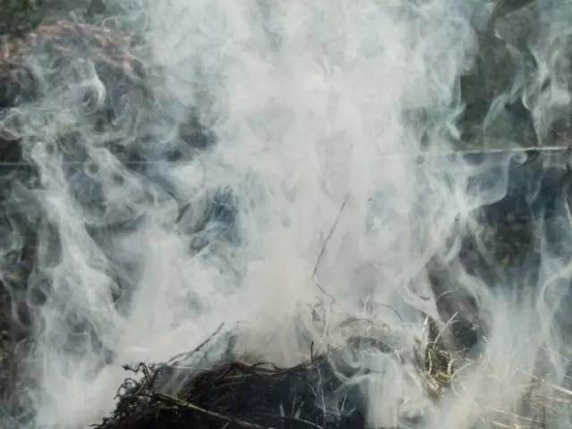 Furificación de plantas de humo tabaco.