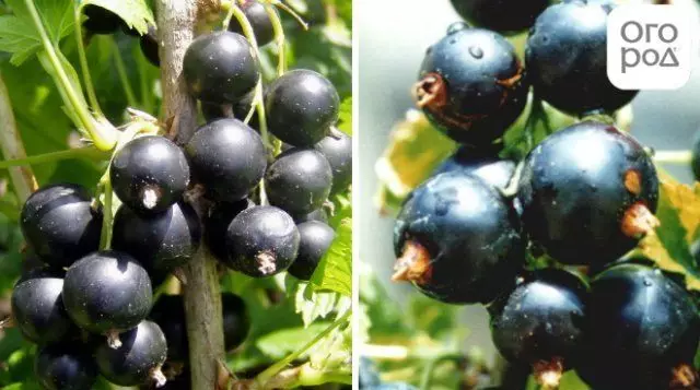 Black Currant Heirs