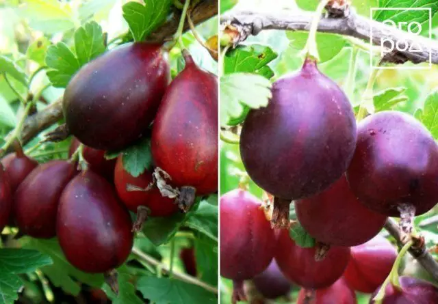 Gooseberry Cooperator.