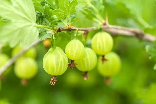 gooseberry ້ໍາຕານເບລາຣູດ