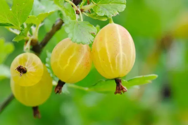 Gooseberry Russian Yellow