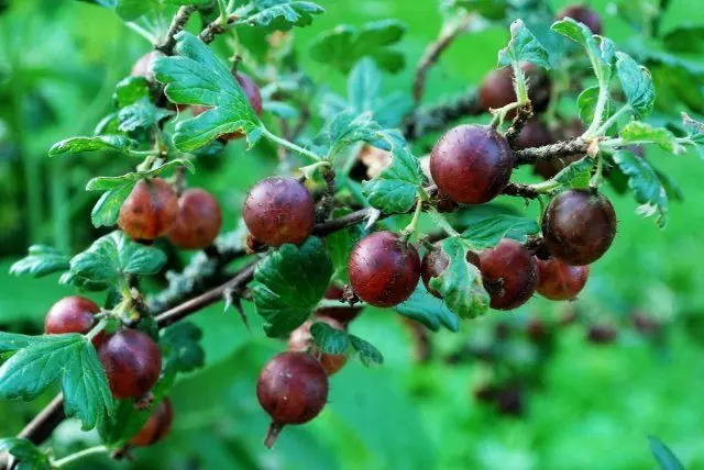 Groselyberry Sirius