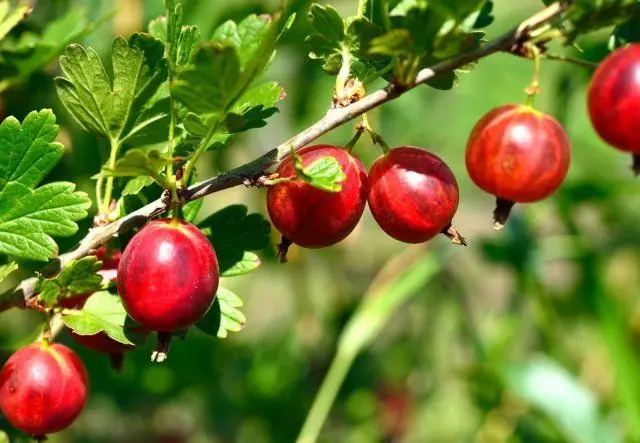 Grosella de caramelo