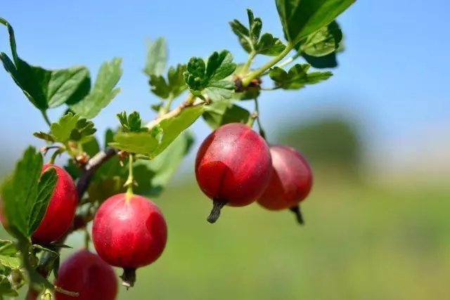 Pink Gooseberry 2.