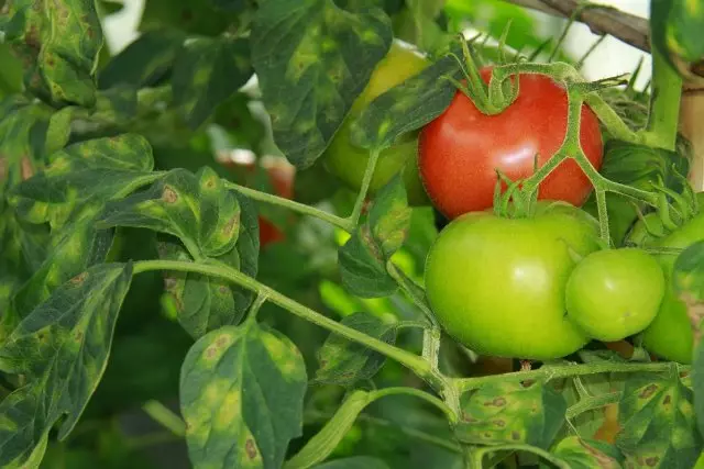 Obfitość liści i złej wentylacji buszu przyczyniają się do rozwoju chorób pomidorów