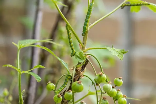 Parasites sur cassis