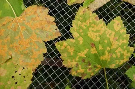 Berries falder på currant: Hvad skal man gøre, og hvorfor det startede 2650_12