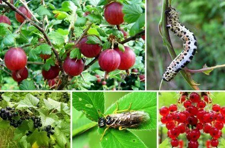 Berries falder på currant: Hvad skal man gøre, og hvorfor det startede 2650_13