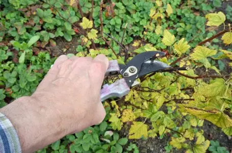 Berries falder på currant: Hvad skal man gøre, og hvorfor det startede 2650_6