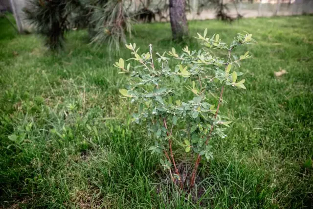 Növekvő honeysuckle