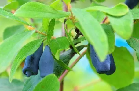 Bakit ang honeysuckle ay acidic kung bumili ka ng isang matamis na grado 2653_13