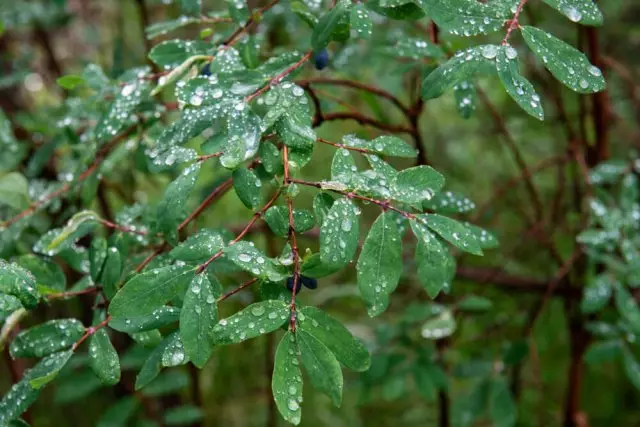 Bush honeysuckle