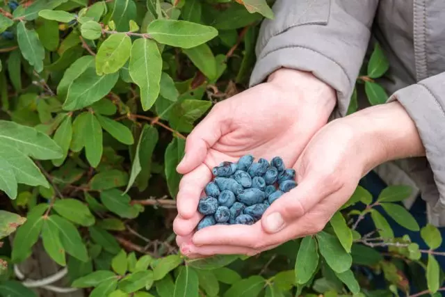 Berry yang tidak munasabah dari honeysuckle