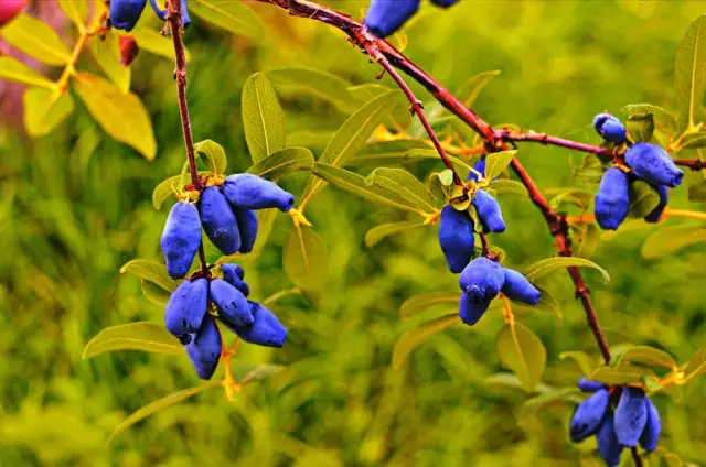 beodes នៃ honeysuckle