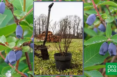 Kenapa Honeysuckle adalah berasid jika anda membeli gred manis 2653_3